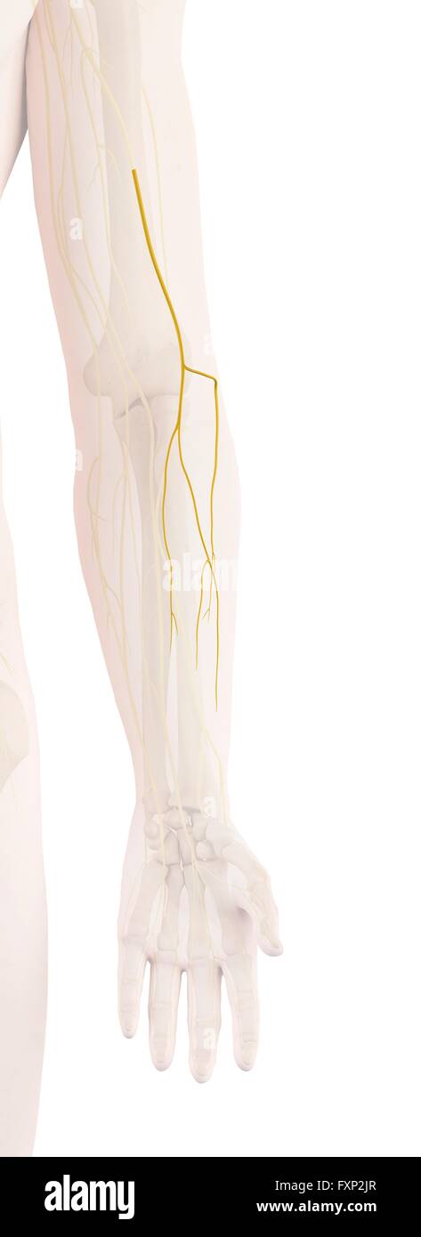 Nerves arm hi-res stock photography and images - Alamy