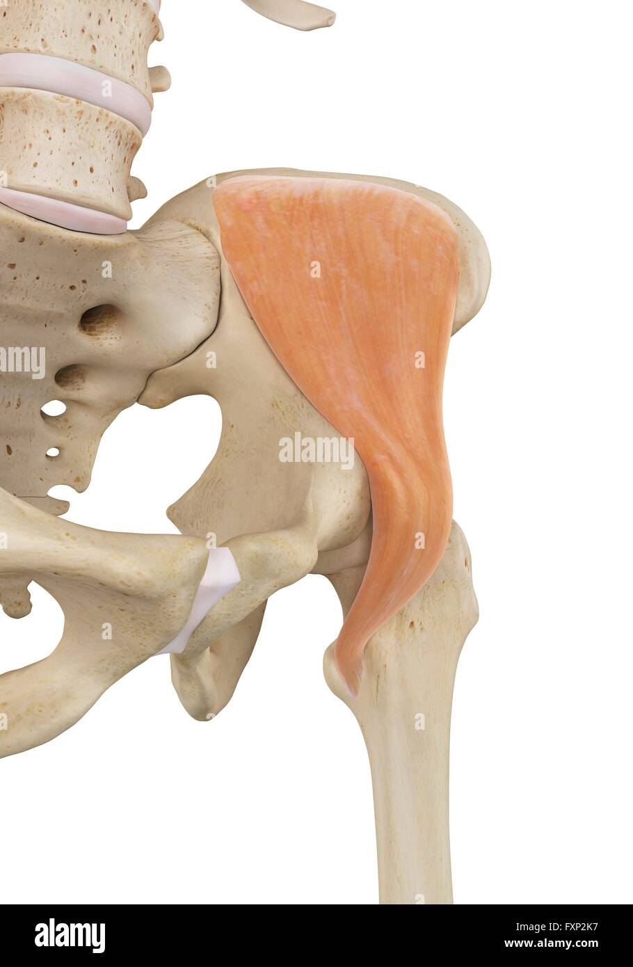Human hip muscles, computer illustration Stock Photo - Alamy