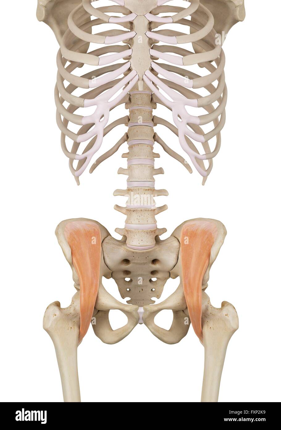 Human pelvis muscles, computer illustration Stock Photo - Alamy