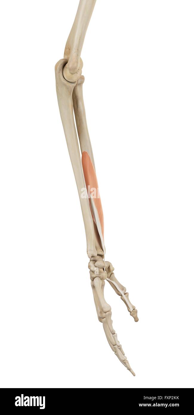 Human arm muscles, computer illustration Stock Photo - Alamy
