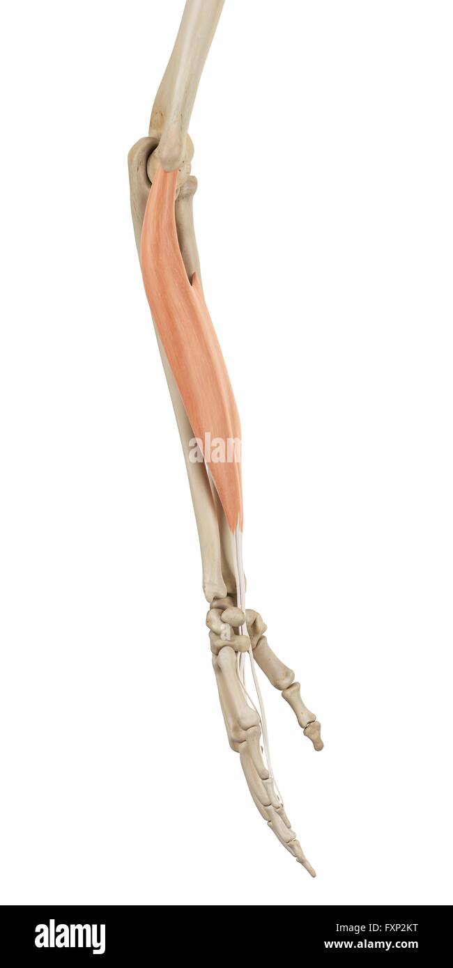 Human arm muscles, computer illustration Stock Photo - Alamy