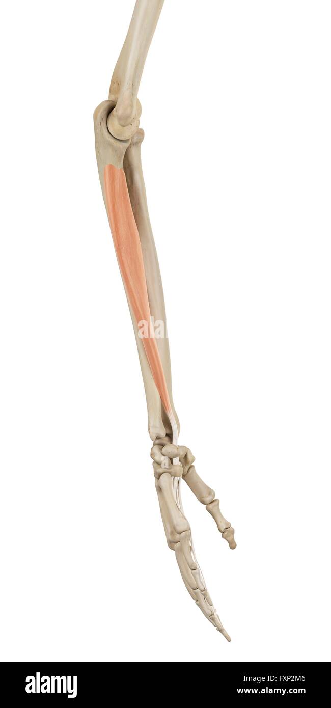 Human arm muscles, computer illustration Stock Photo - Alamy