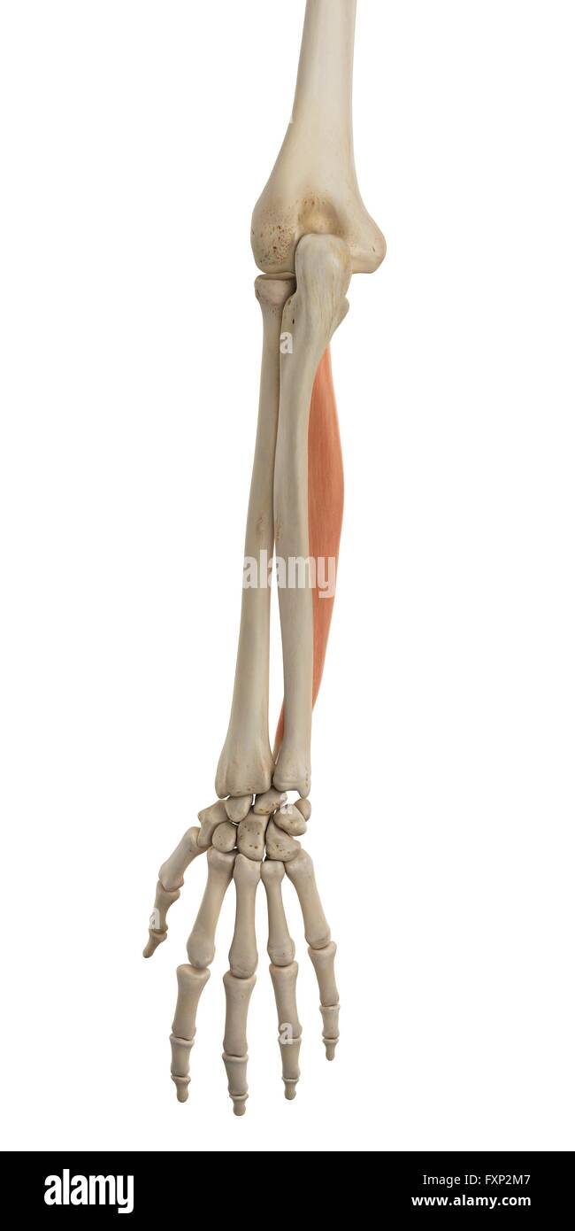 Human arm muscles, computer illustration Stock Photo - Alamy