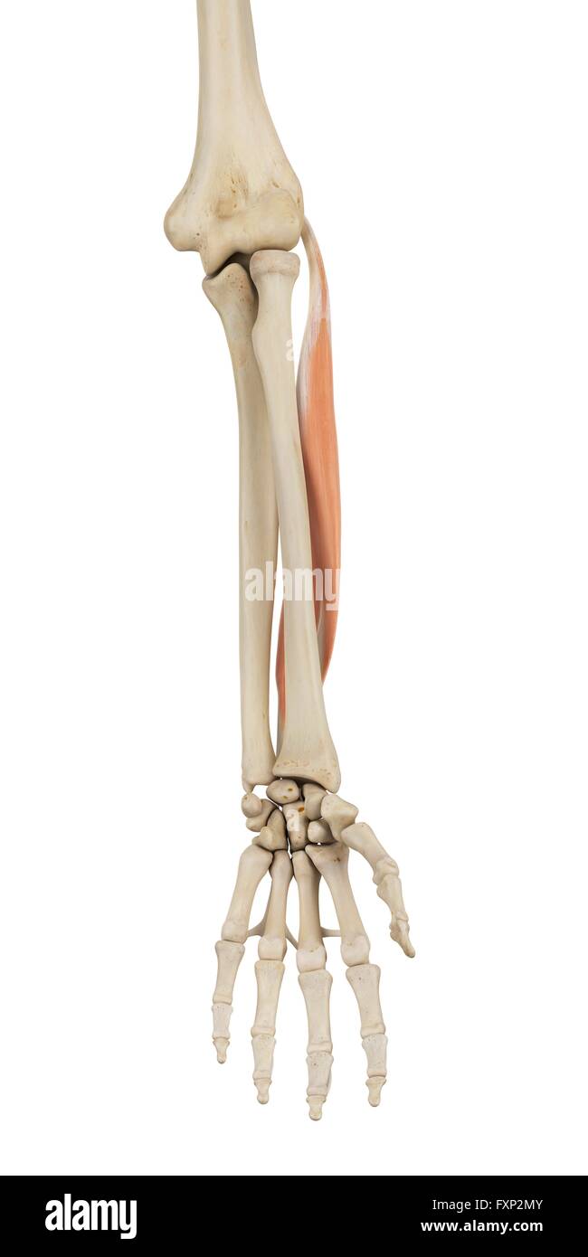 Human arm muscles, computer illustration Stock Photo - Alamy