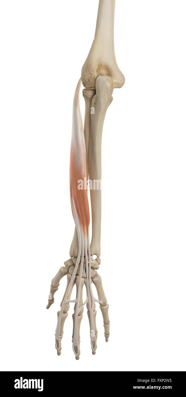 Human arm muscles, computer illustration Stock Photo - Alamy