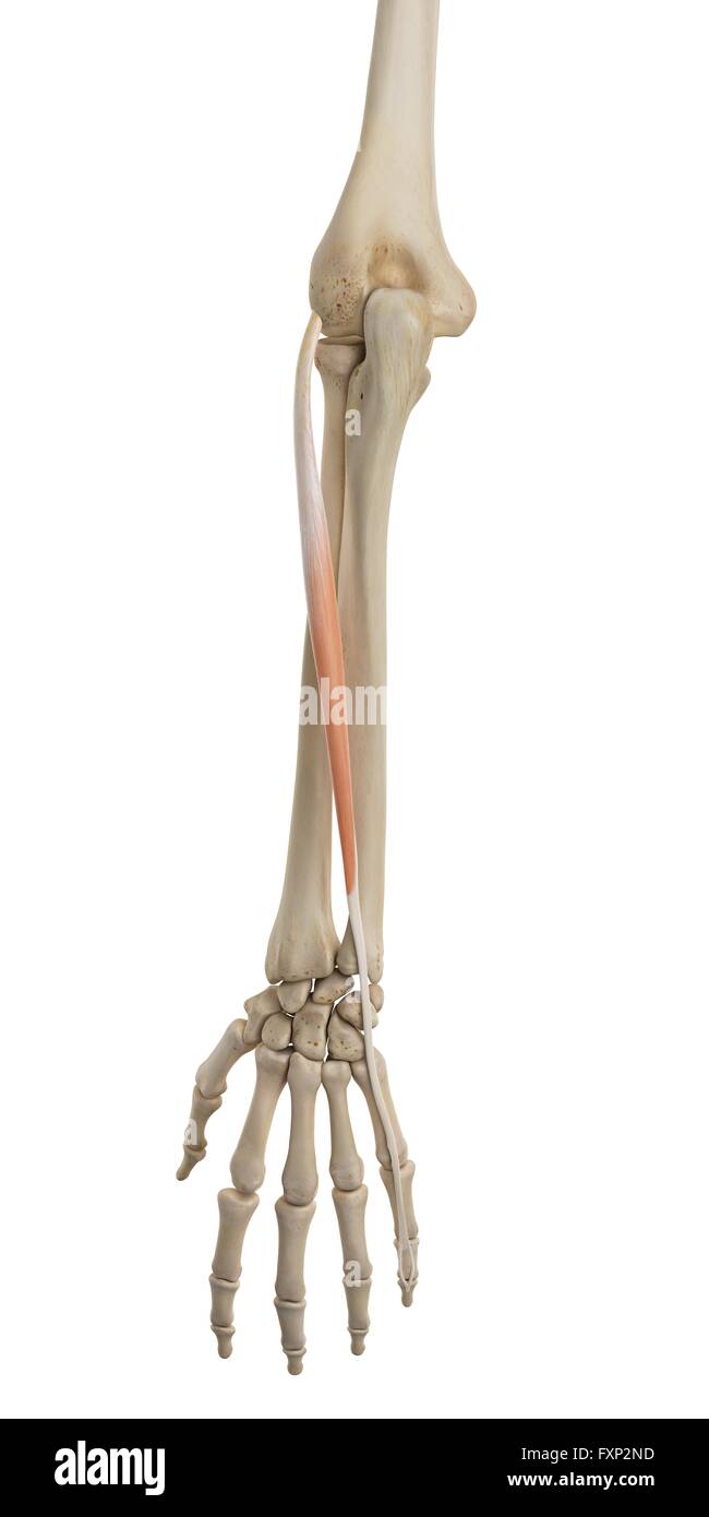 Human arm muscles, computer illustration Stock Photo - Alamy