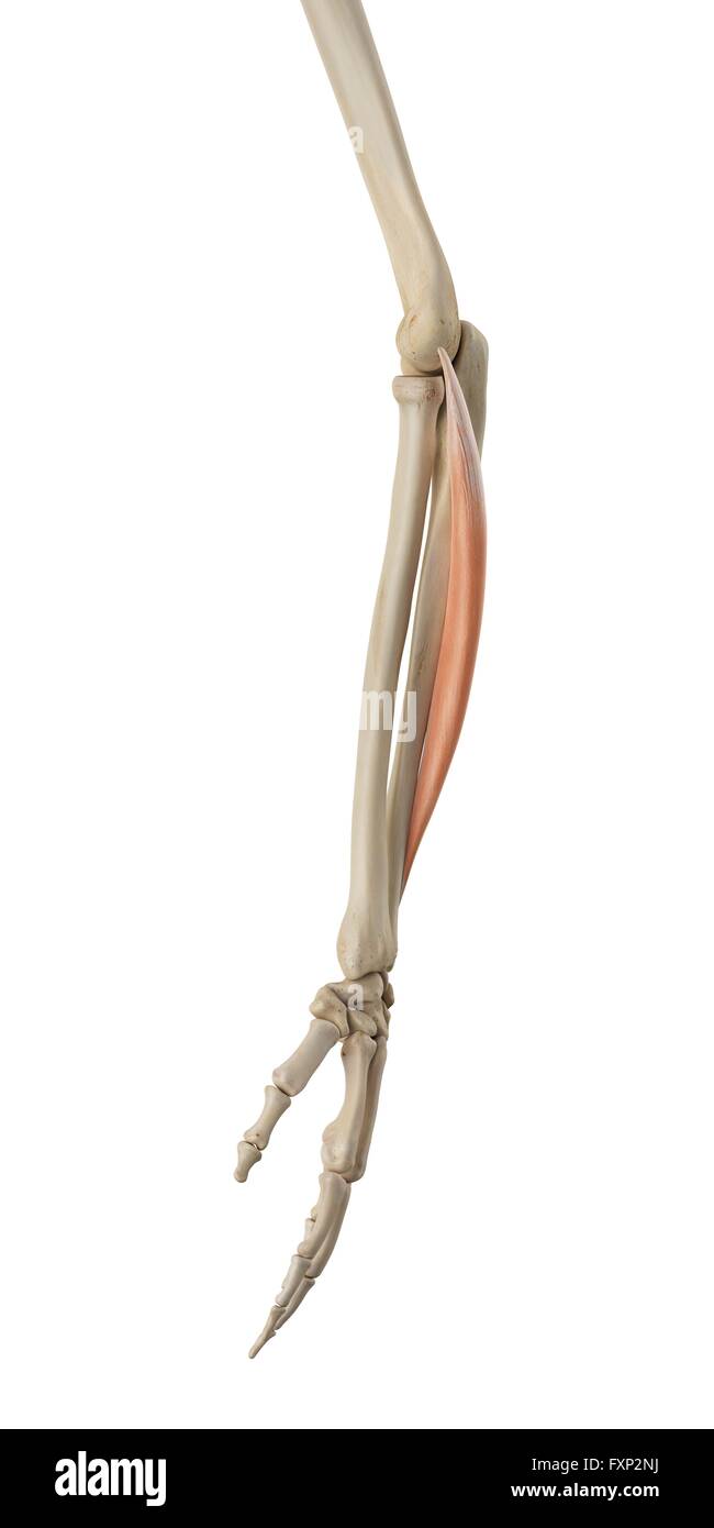 Human arm muscles, computer illustration Stock Photo - Alamy