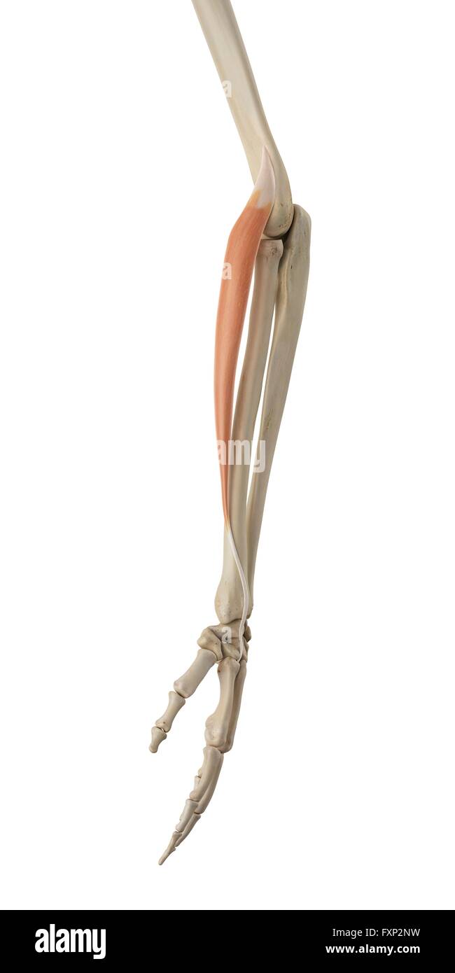 Human arm muscles, computer illustration Stock Photo - Alamy