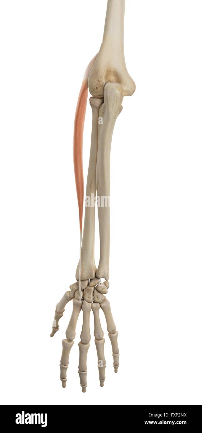 Human arm muscles, computer illustration Stock Photo - Alamy