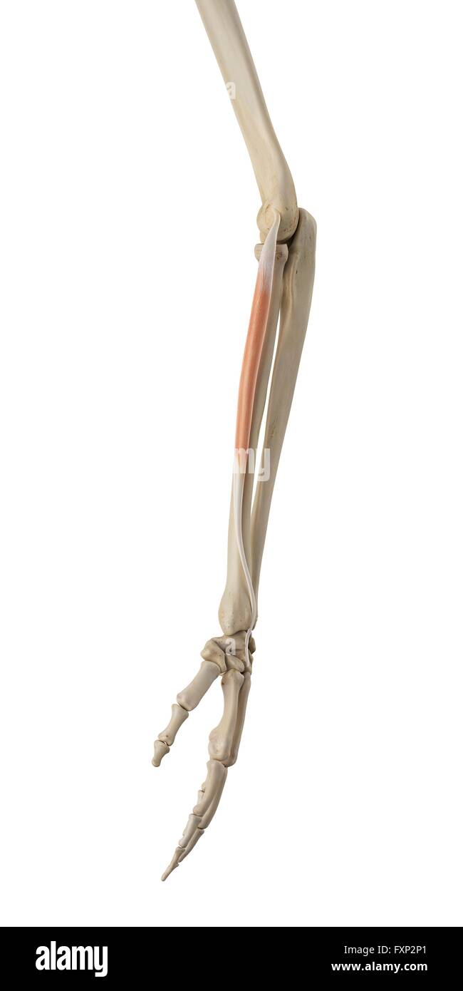 Human arm muscles, computer illustration Stock Photo - Alamy