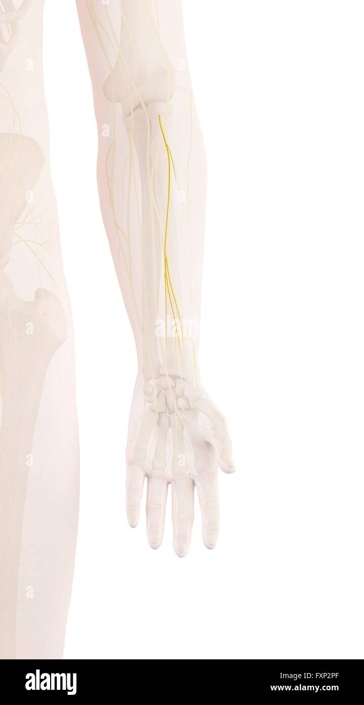 Nerves arm hi-res stock photography and images - Alamy