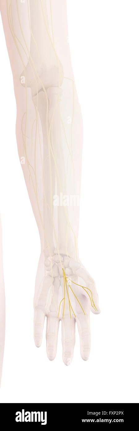 Human arm nerves, computer illustration Stock Photo - Alamy
