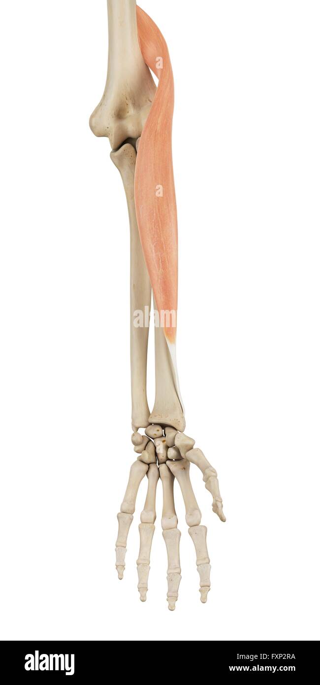 Human arm muscles, computer illustration Stock Photo - Alamy