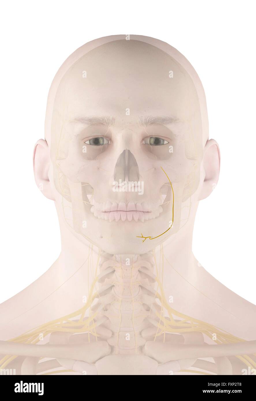 Human nerves, computer illustration Stock Photo - Alamy