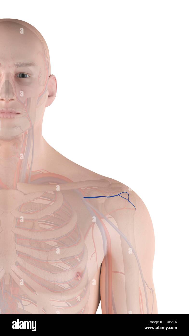 Human shoulder artery, computer illustration Stock Photo - Alamy