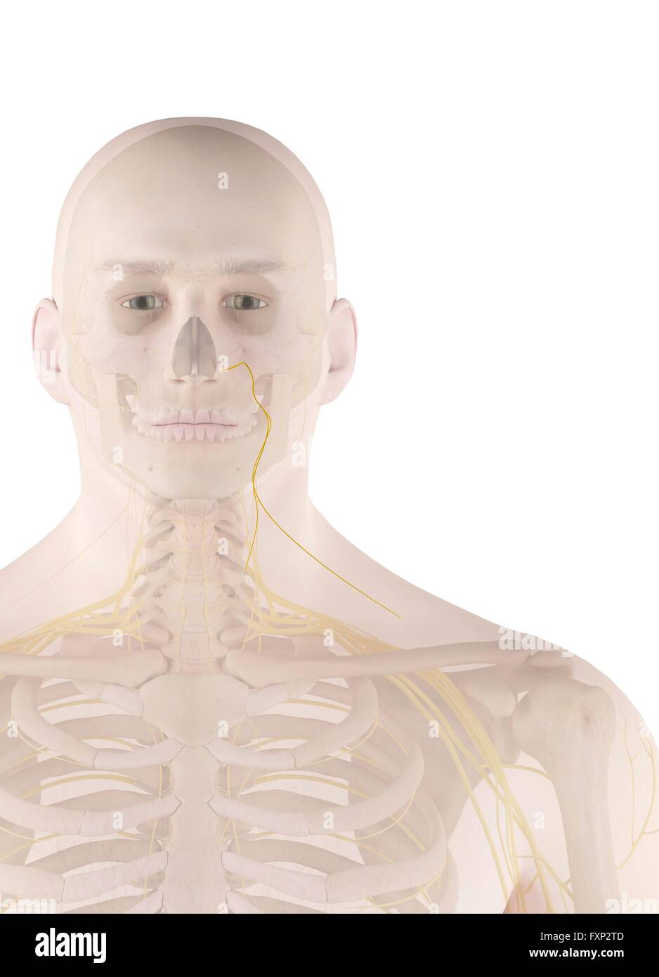 Human nerves, computer illustration Stock Photo - Alamy