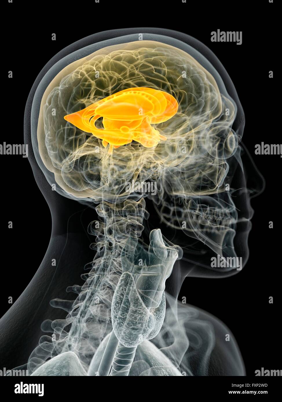 Human brain, computer illustration Stock Photo - Alamy