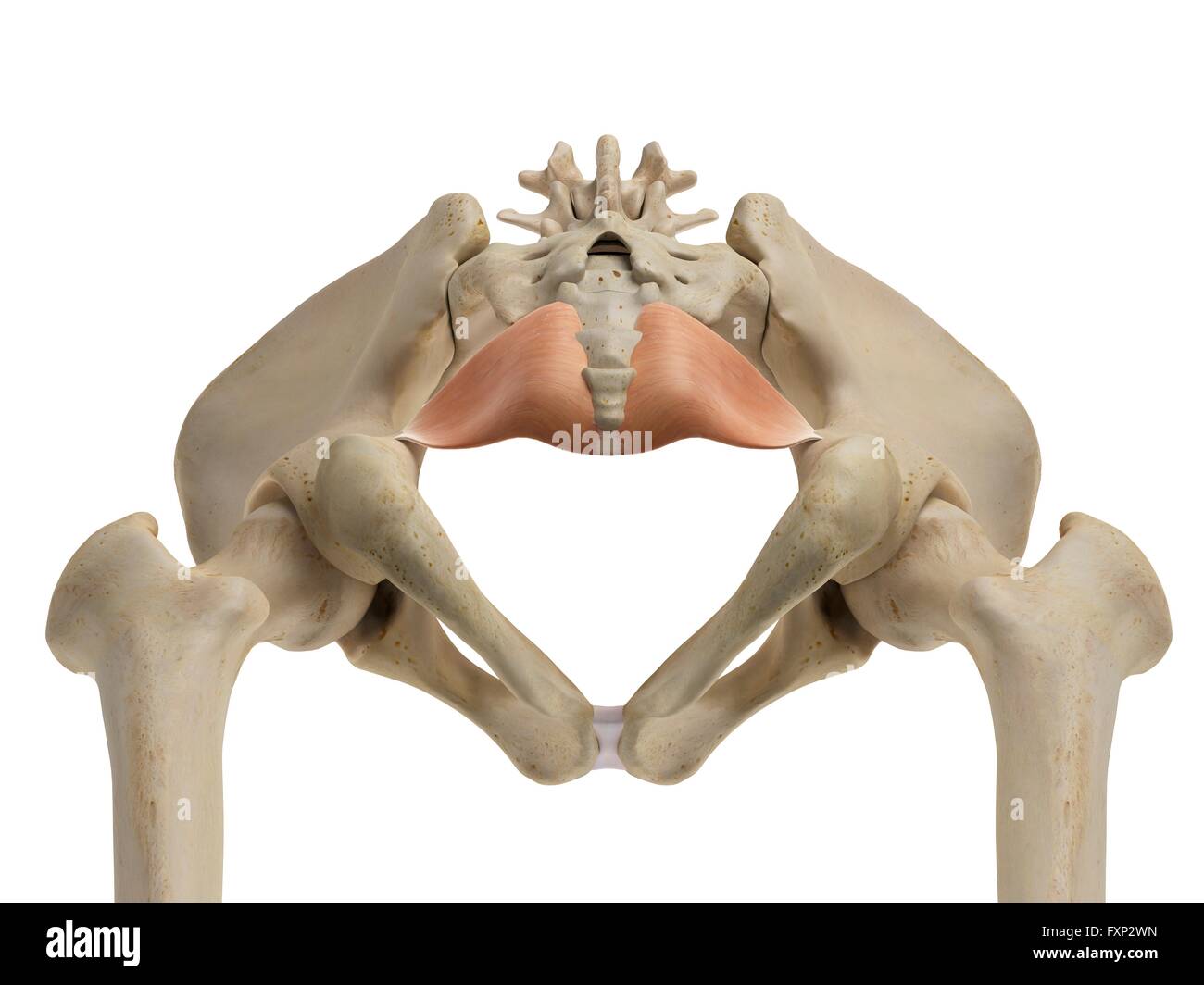 Human pelvis, computer illustration Stock Photo - Alamy