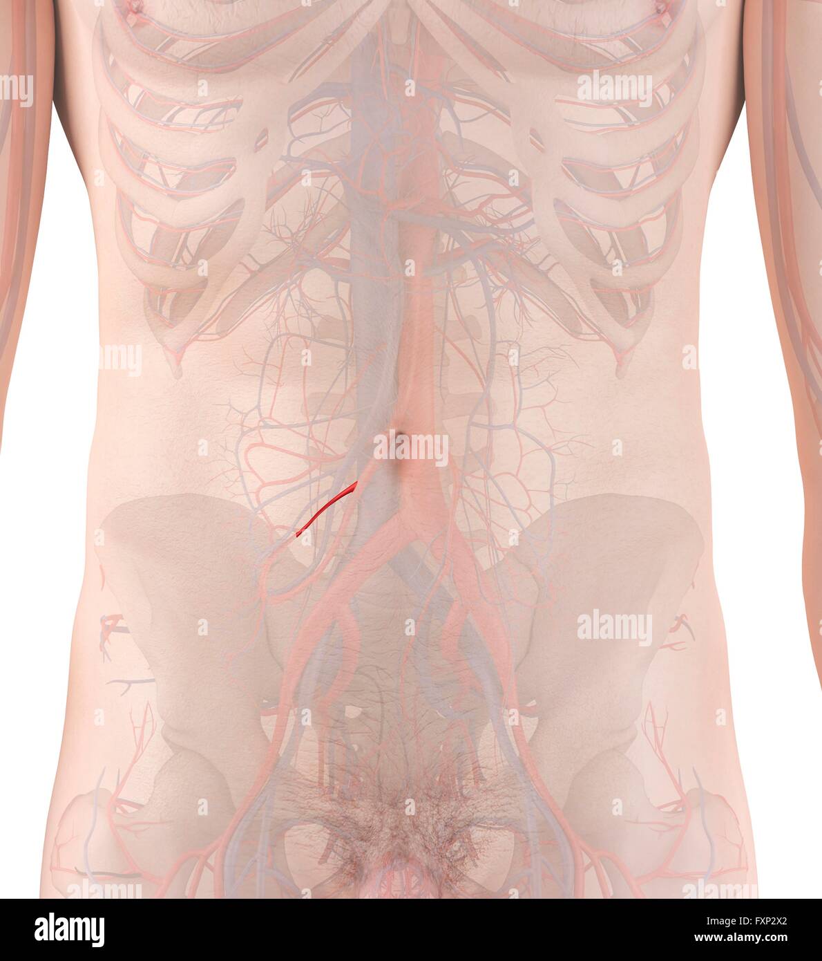 Human artery, computer illustration Stock Photo - Alamy