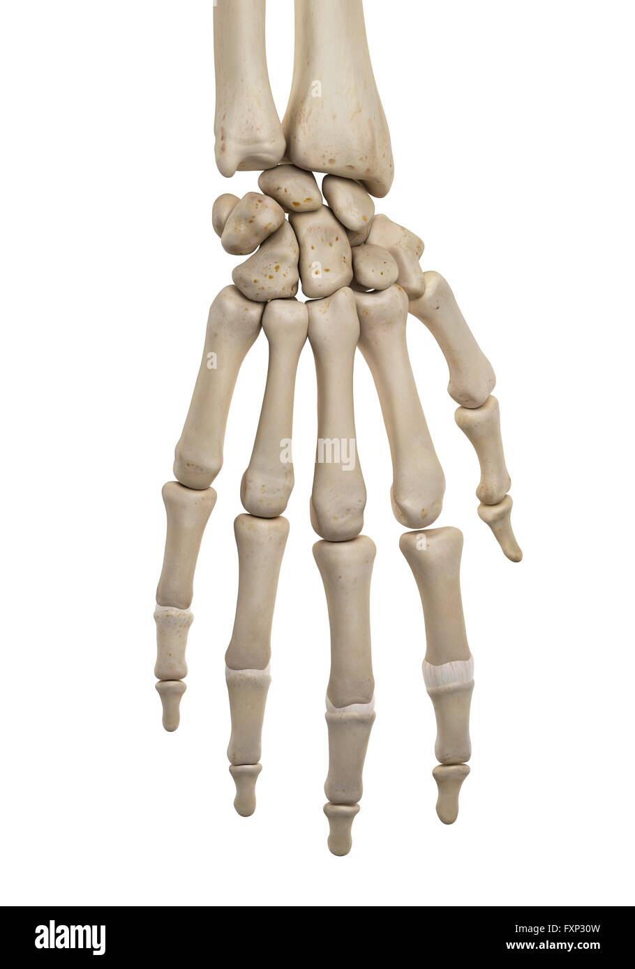 Human hand anatomy, computer illustration Stock Photo - Alamy