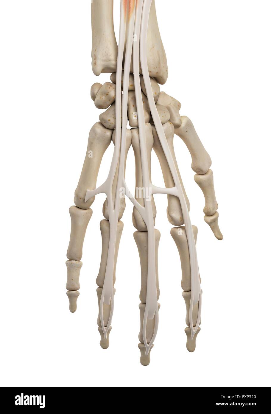 Human hand ligaments, computer illustration Stock Photo - Alamy