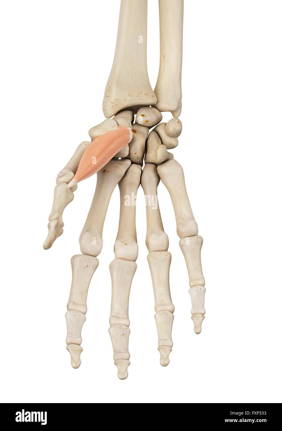 Hand muscle, computer illustration Stock Photo - Alamy