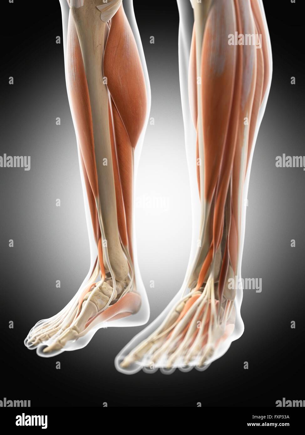 Human leg muscles, computer illustration Stock Photo - Alamy