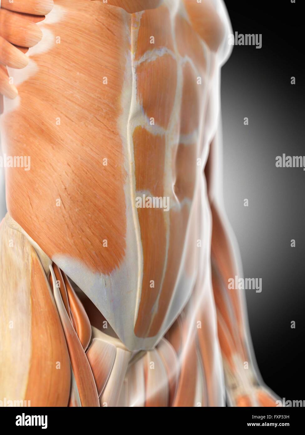 Human abdominal muscles hi-res stock photography and images - Alamy