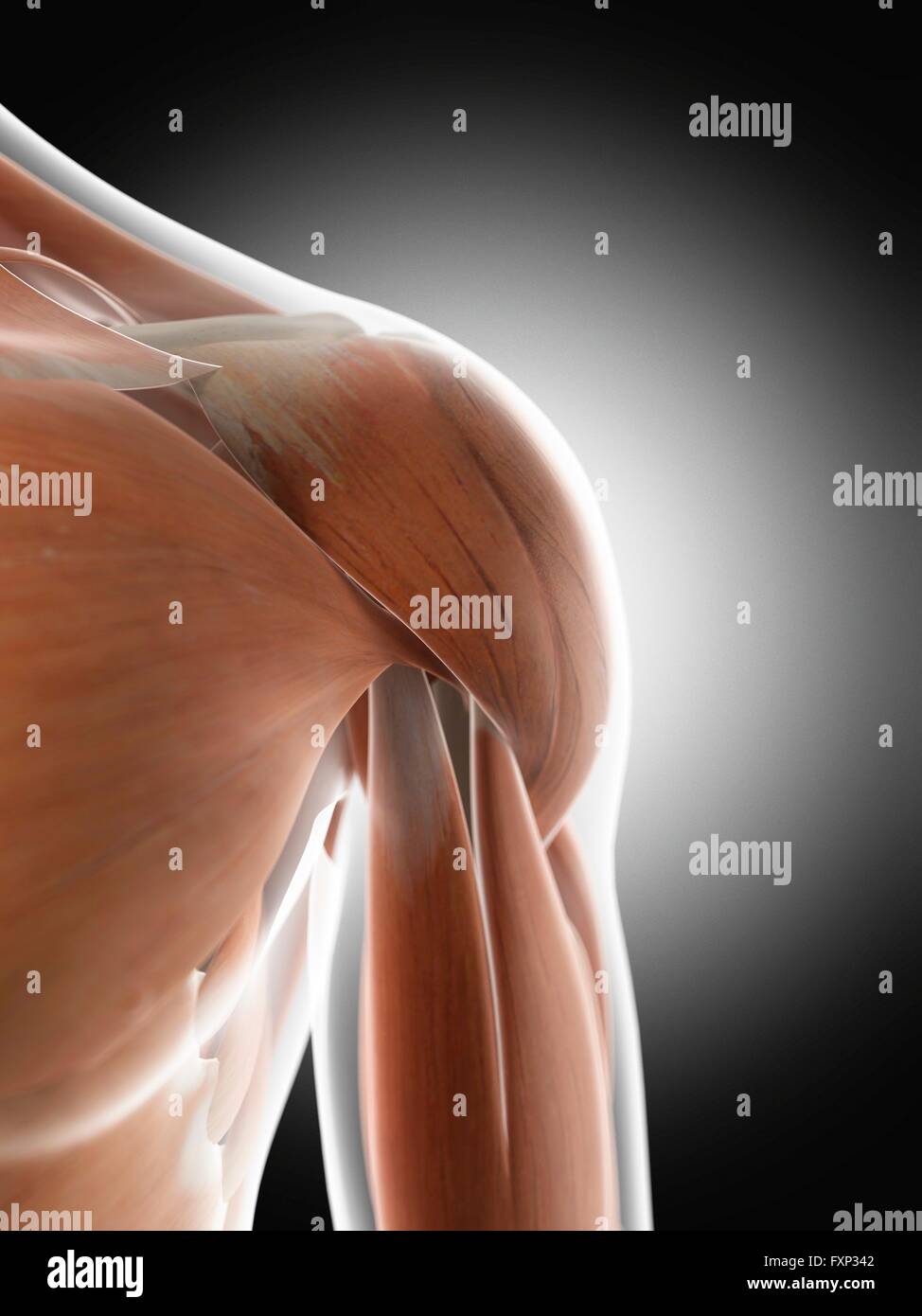 Human shoulder muscles, computer illustration Stock Photo - Alamy