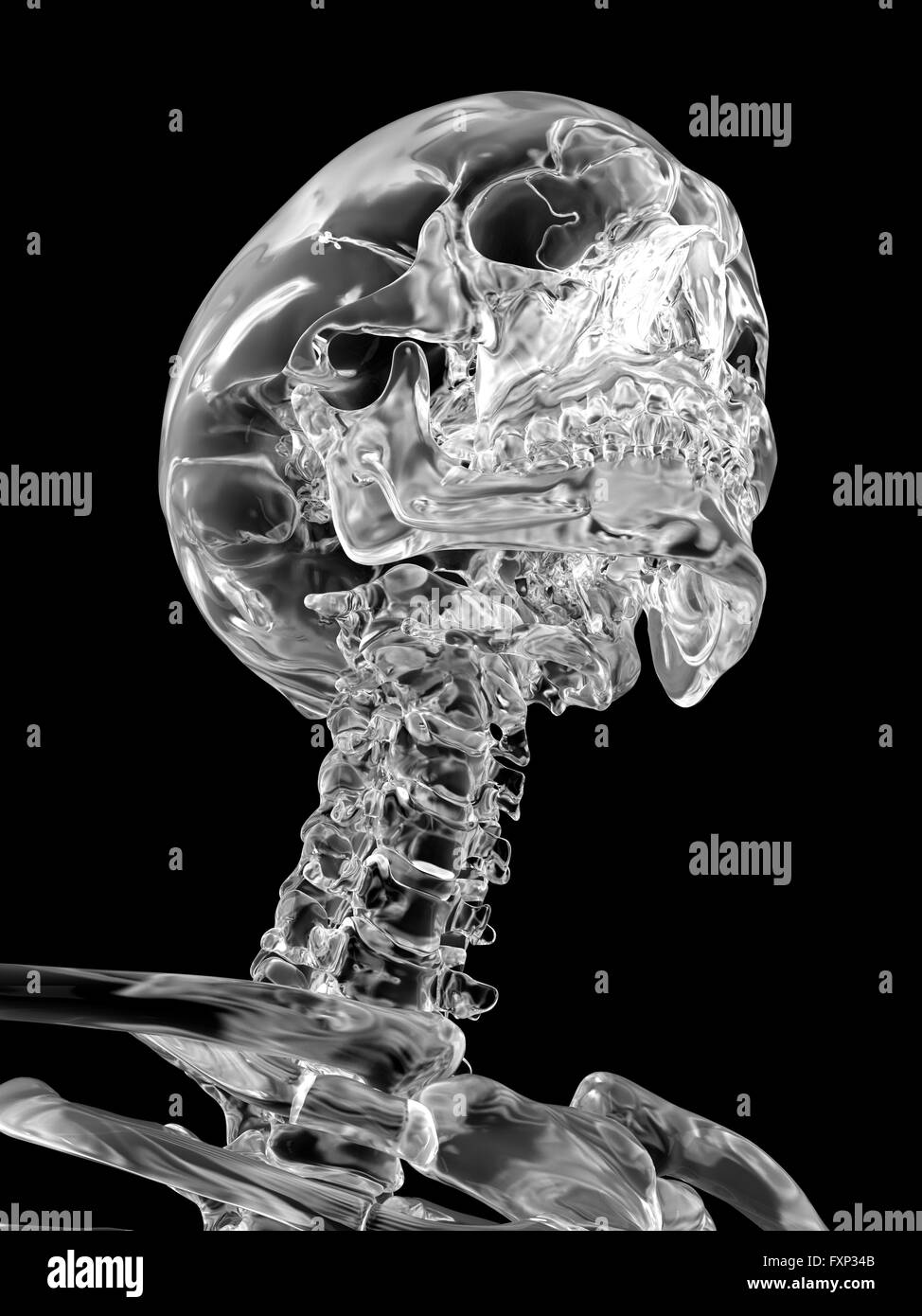 Human skull, computer illustration Stock Photo - Alamy