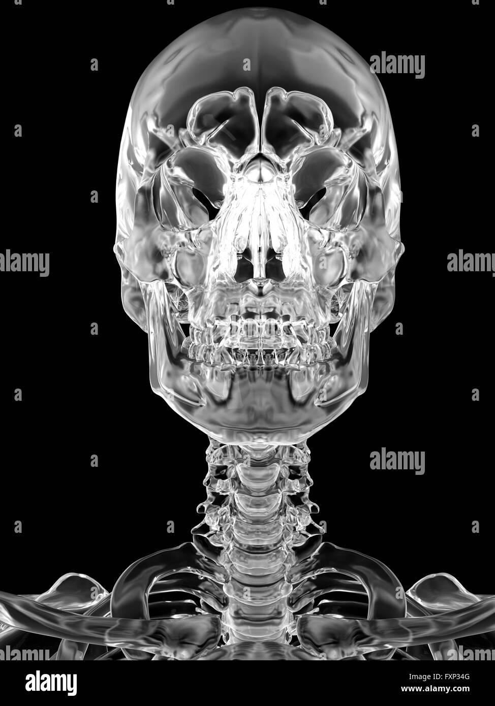 Human skull, computer illustration Stock Photo - Alamy