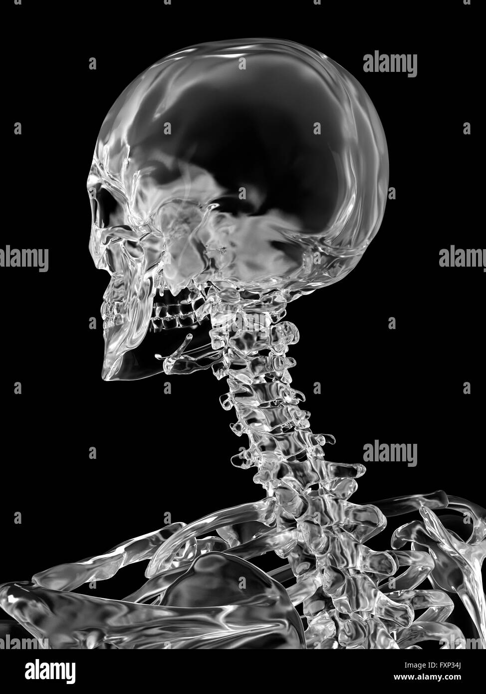 Human skull computer illustration hi-res stock photography and images ...
