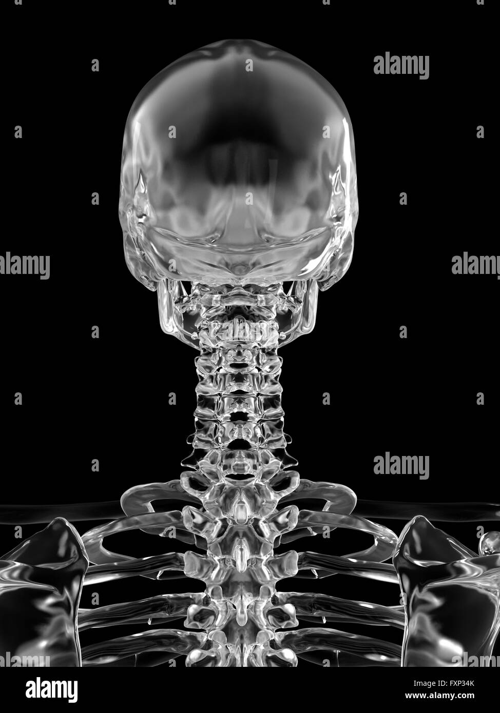 Human skull, computer illustration Stock Photo - Alamy