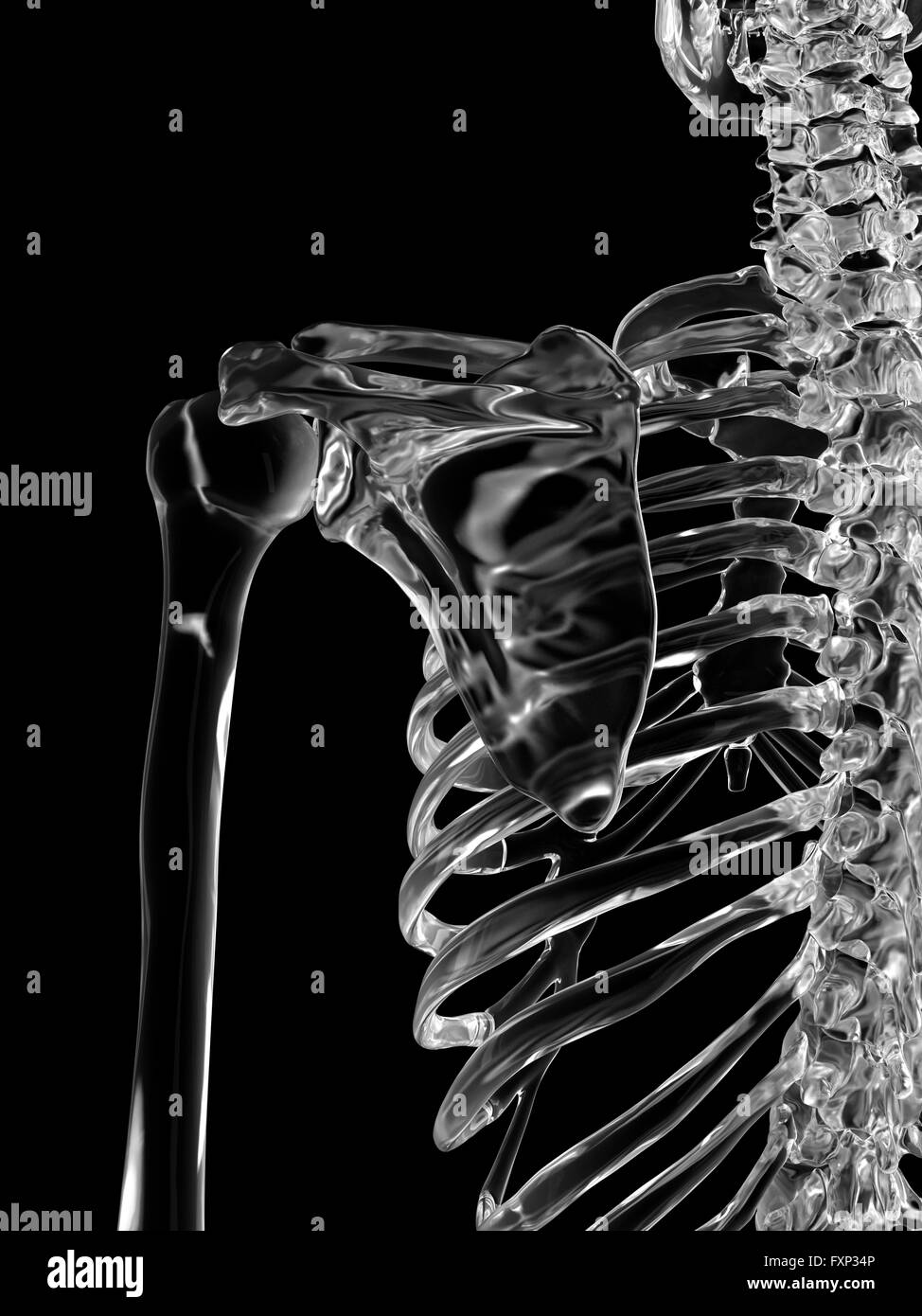 Human shoulder joint, computer illustration Stock Photo - Alamy