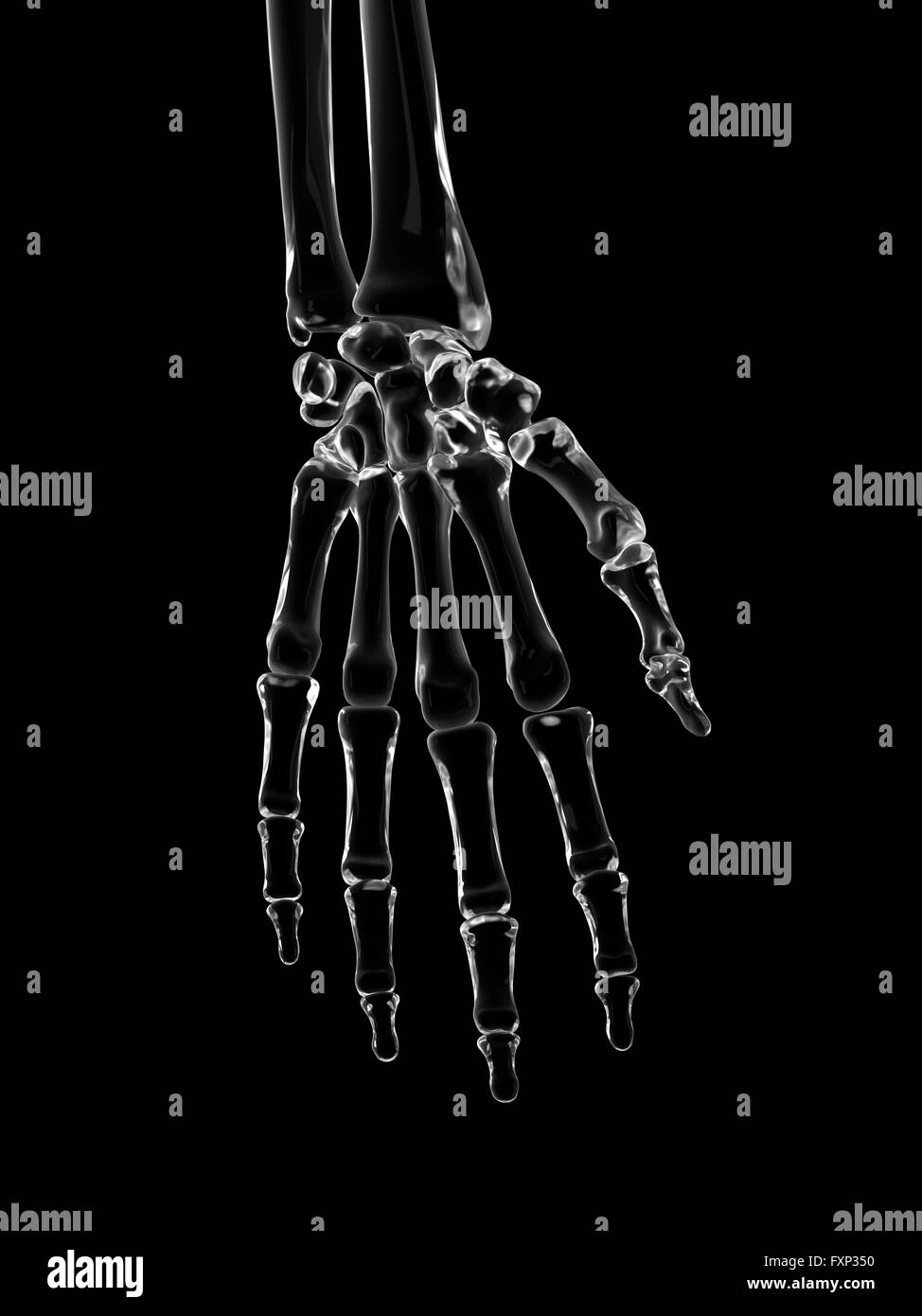 Human hand bones, computer illustration Stock Photo - Alamy