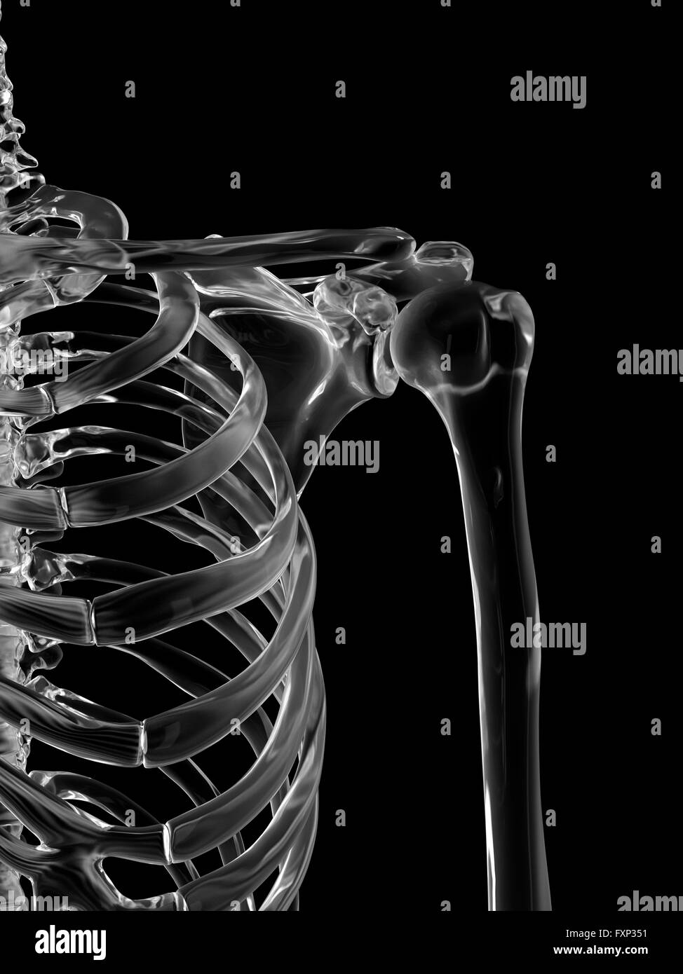 Human shoulder joint, computer illustration Stock Photo - Alamy