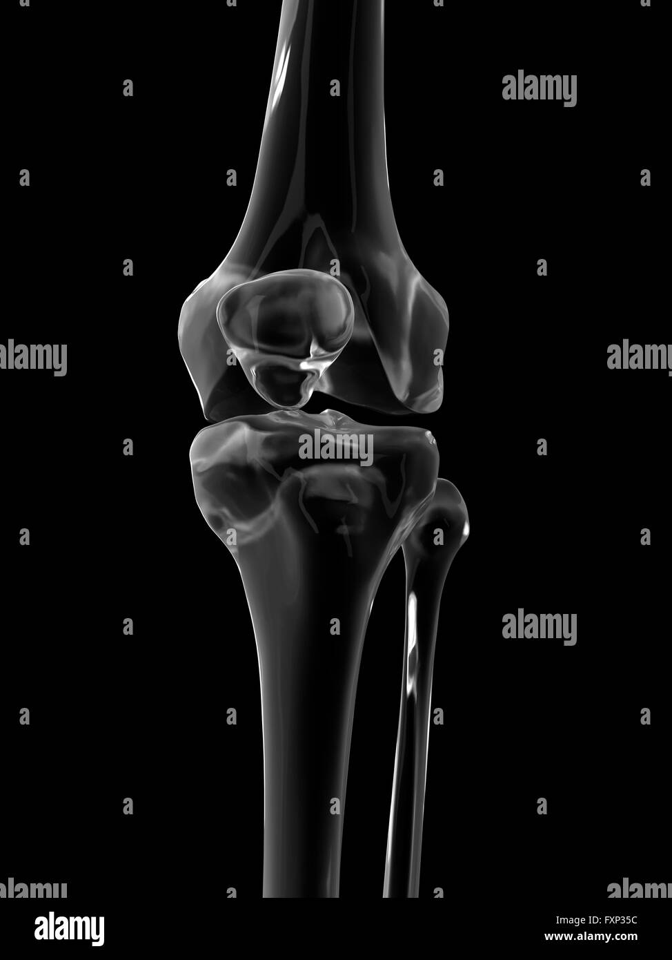 Human knee joint, computer illustration Stock Photo - Alamy