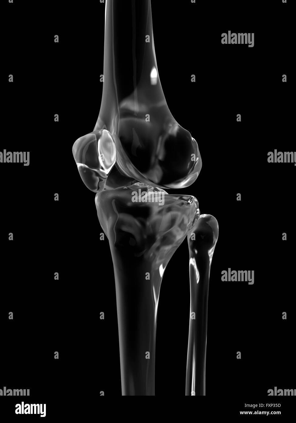 Human knee joint, computer illustration Stock Photo - Alamy