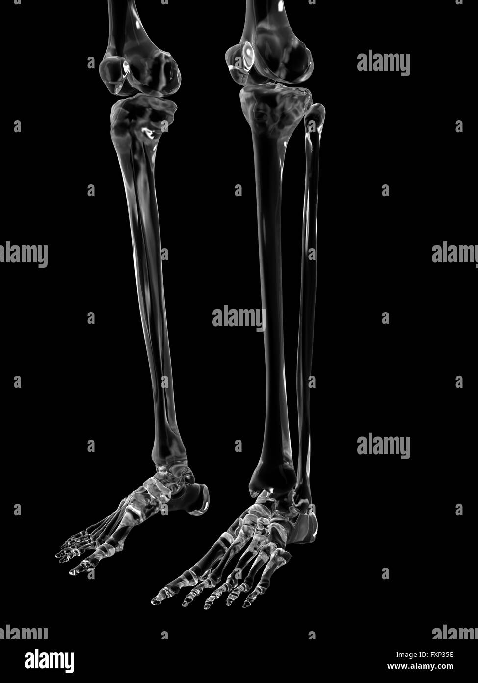 Human leg illustration Black and White Stock Photos & Images - Alamy