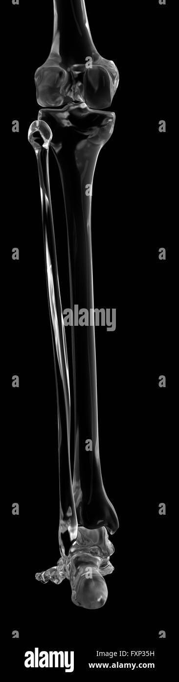 Human leg bones, computer illustration Stock Photo - Alamy