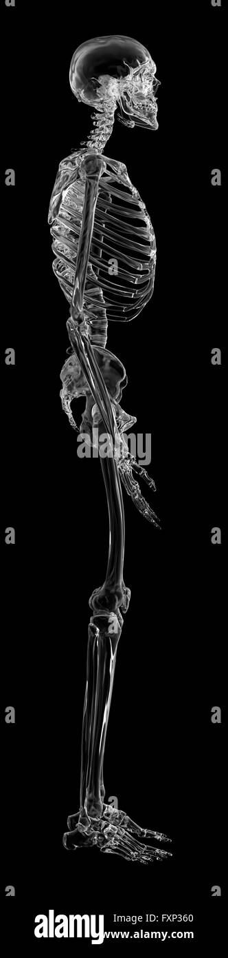 Human skeletal system, computer illustration Stock Photo - Alamy