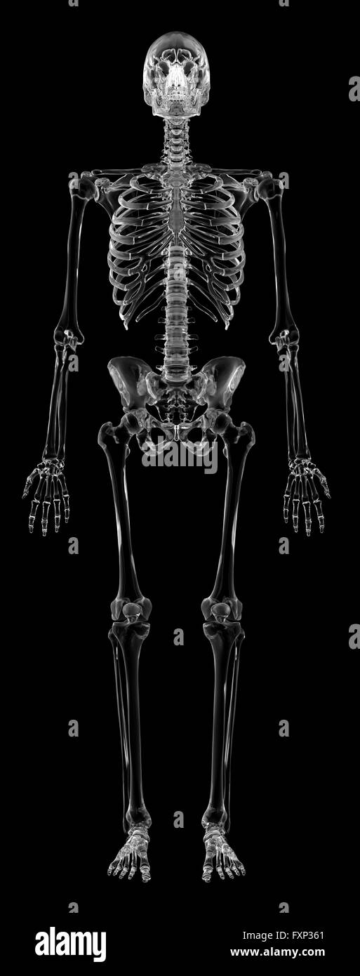 Human skeletal system, computer illustration Stock Photo - Alamy