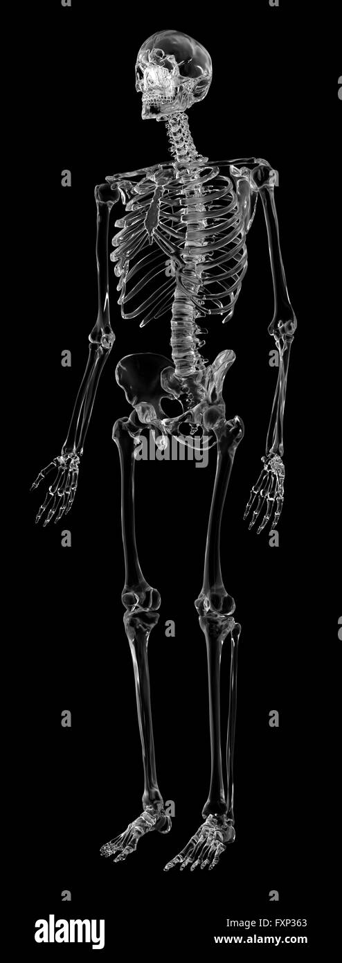 Human skeletal system, computer illustration Stock Photo - Alamy