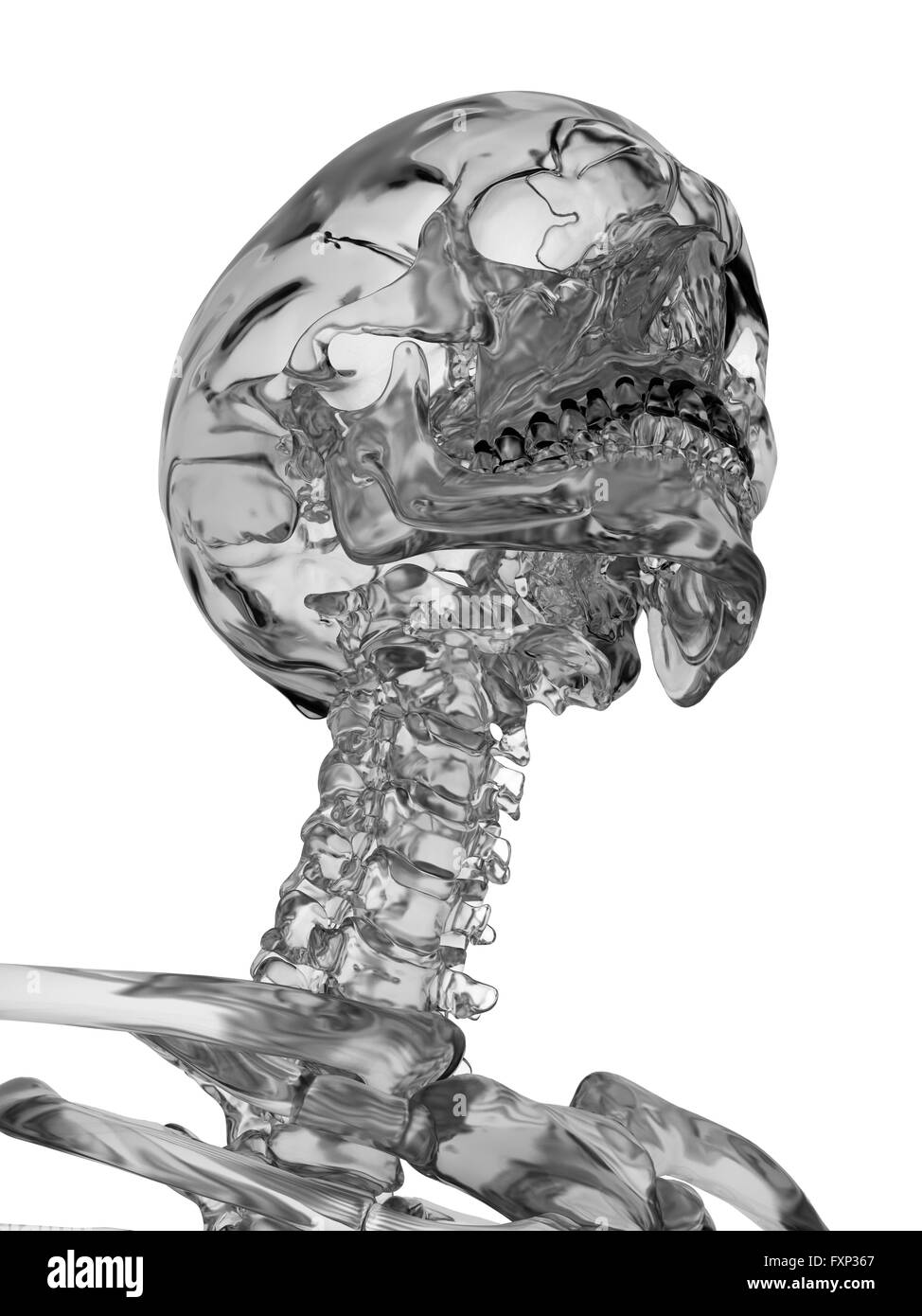 Human skull, computer illustration Stock Photo - Alamy