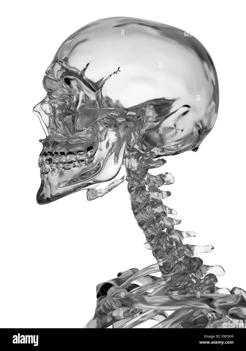 Human skull, computer illustration Stock Photo - Alamy