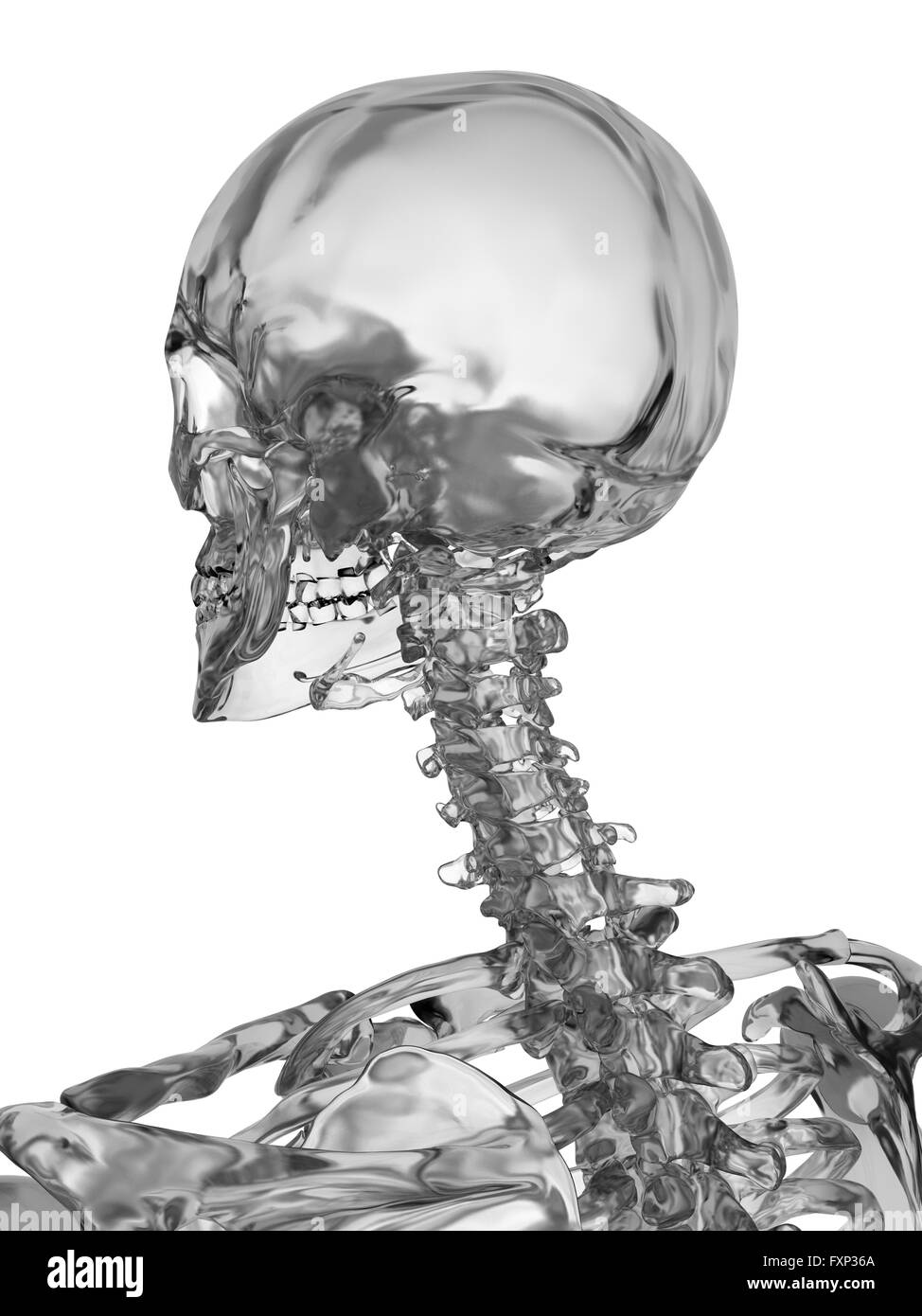 Human skull 3d Black and White Stock Photos & Images - Alamy