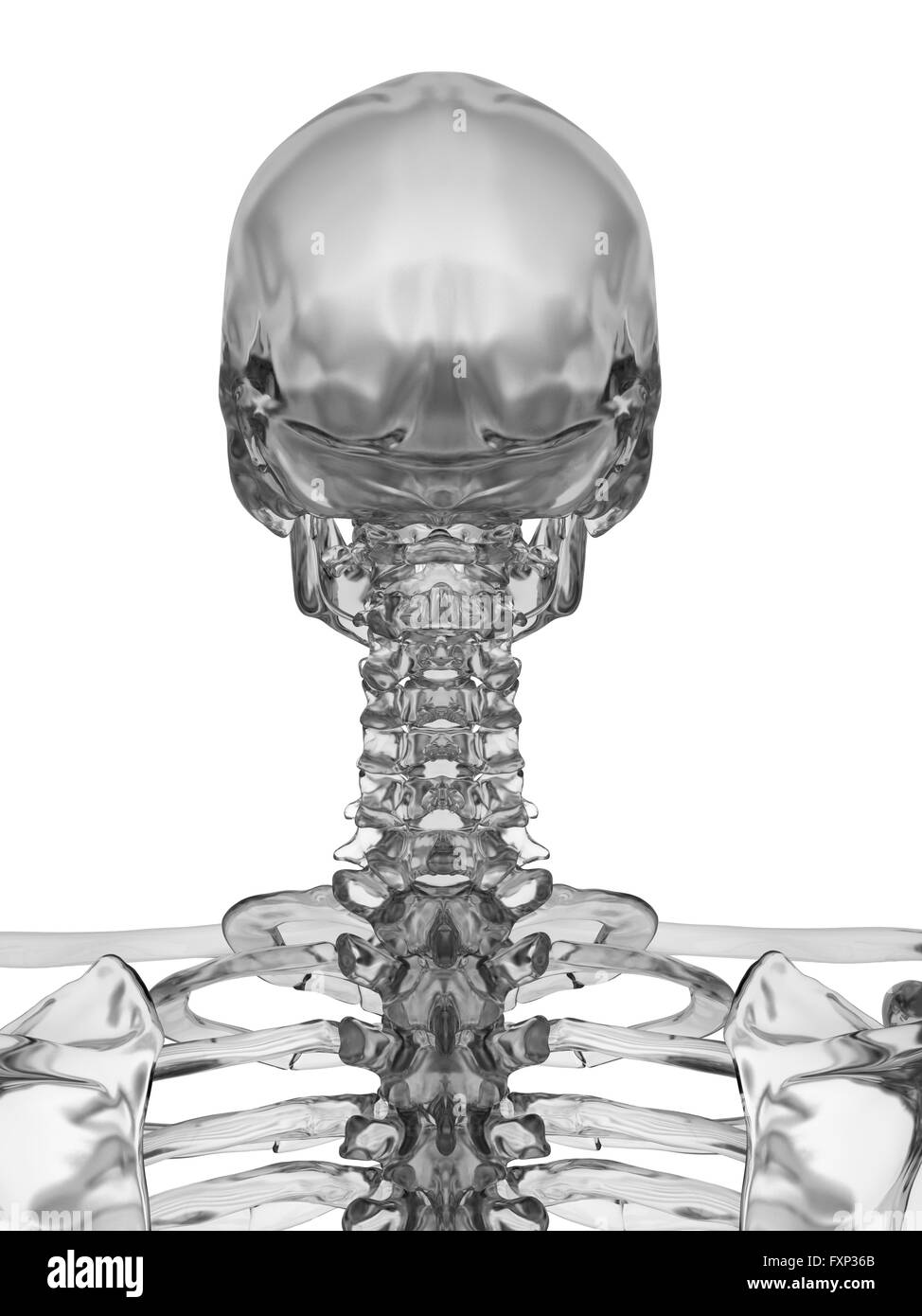 Human skull, computer illustration Stock Photo - Alamy
