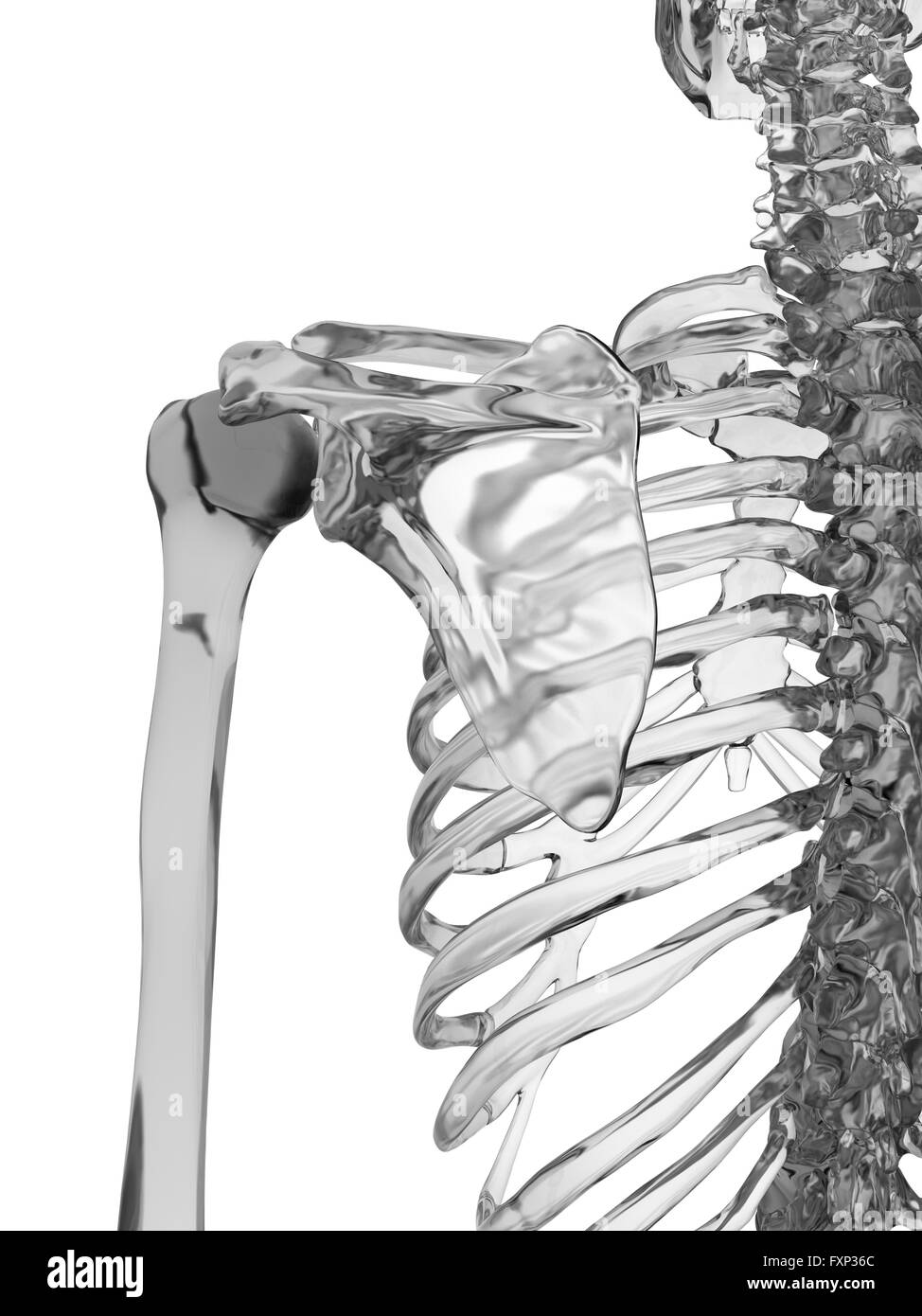 Human shoulder joint, computer illustration Stock Photo - Alamy