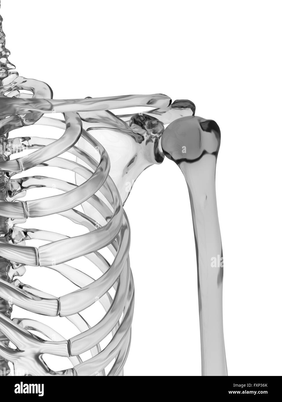 Human shoulder joint, computer illustration Stock Photo - Alamy