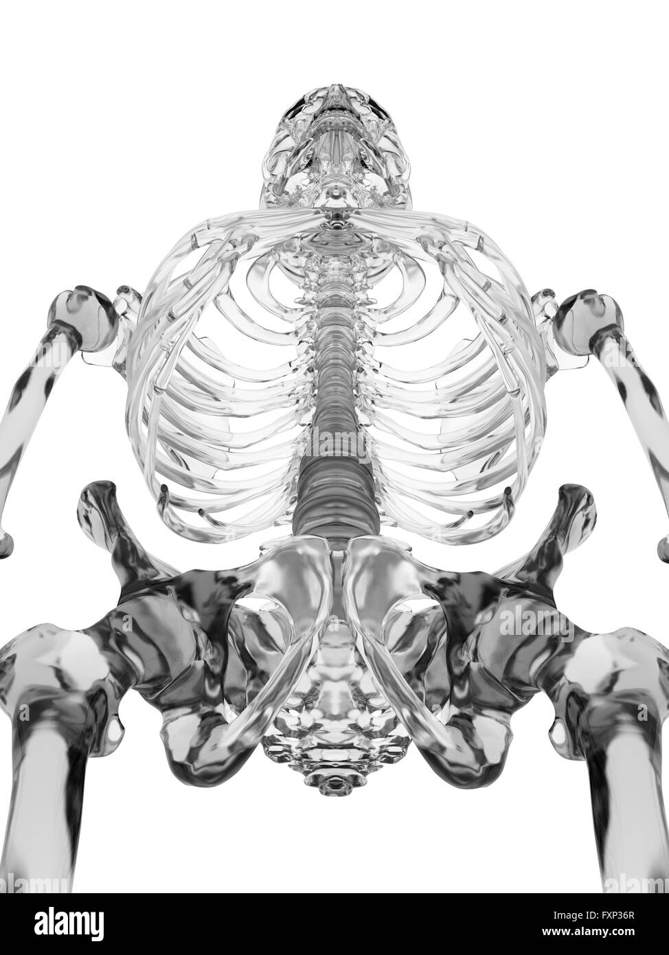 Human Skeletal System Computer Illustration Stock Photo Alamy